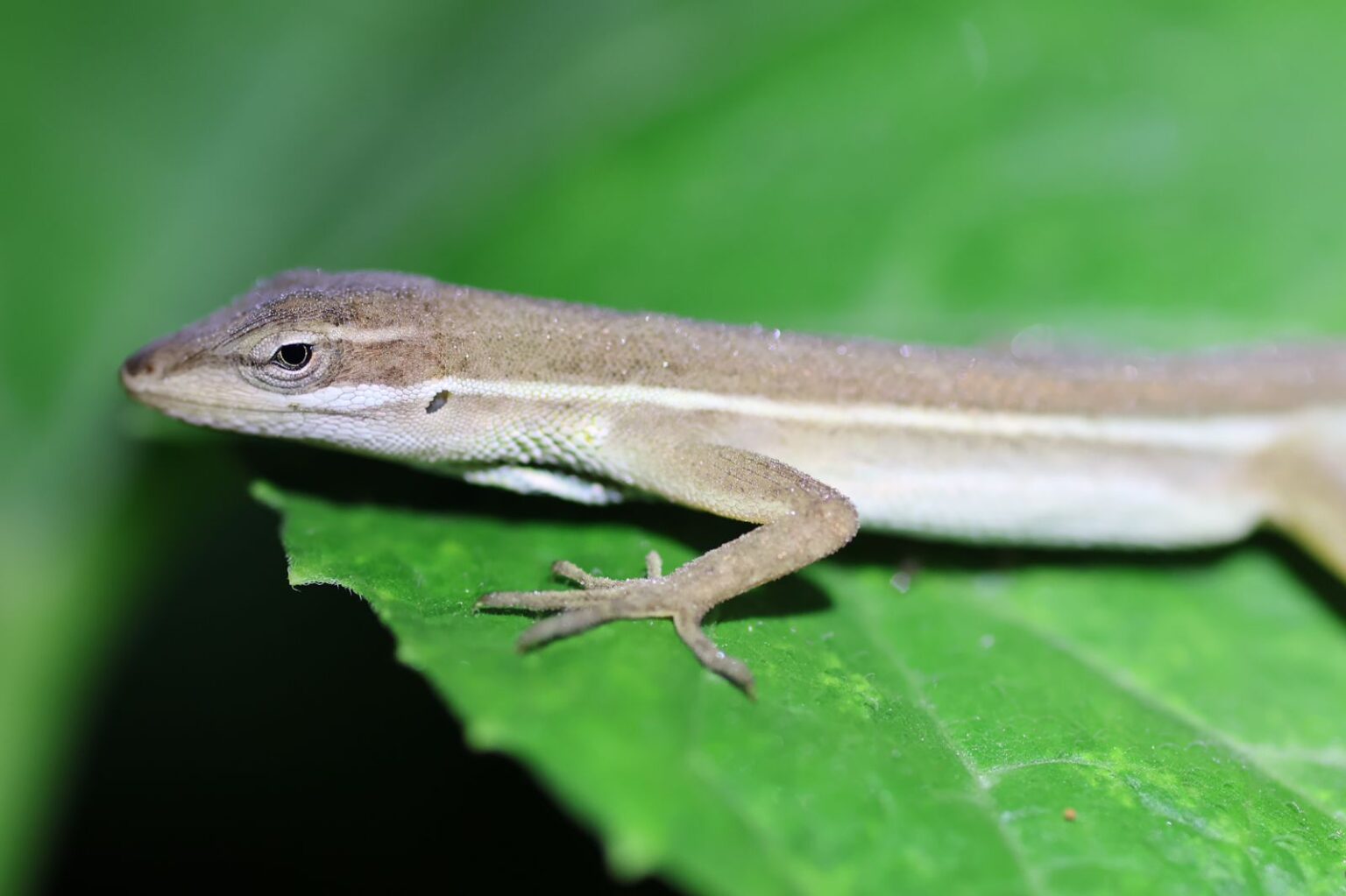Planten & Dieren - Clevia Park